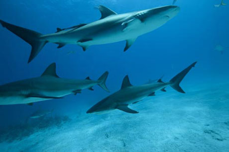 Shark Week: Restless Fury │ Exclaim!