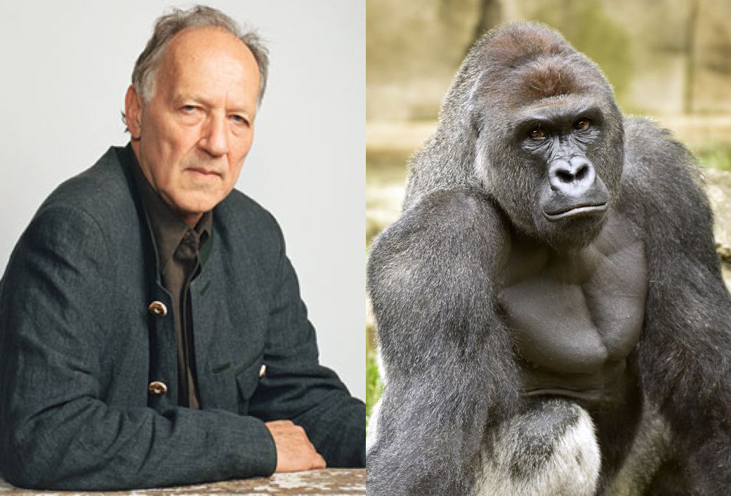 Werner Herzog Discusses Beloved Dead Ape Harambe │ Exclaim!