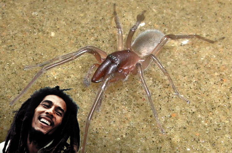 New Species of Aquatic Spider Named After Bob Marley │ Exclaim!