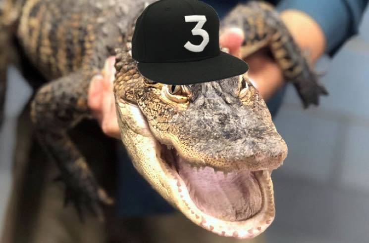 Alligator Named Chance the Snapper Finally Captured in Chicago │ Exclaim!