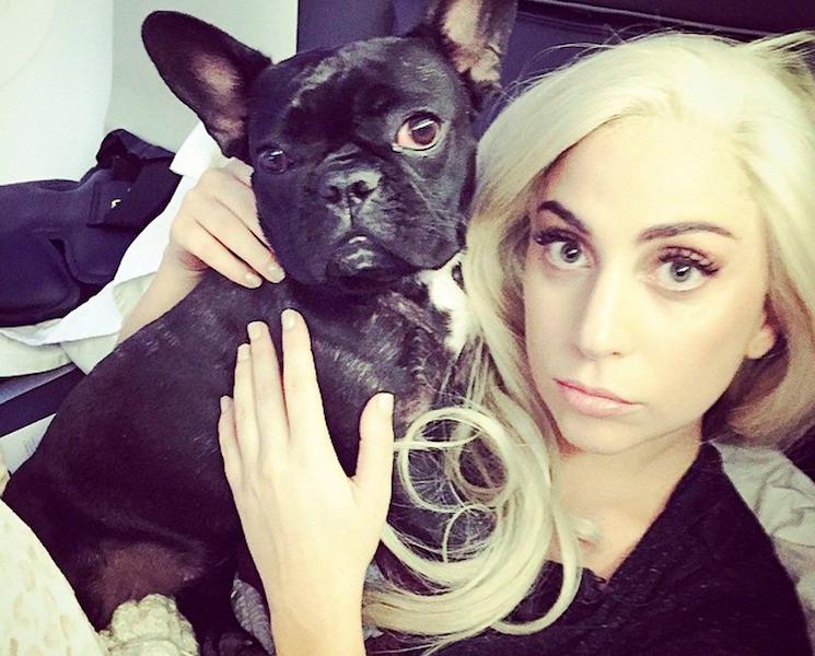 Lady Gaga Dognapper Sentenced to Four Years in Prison │ Exclaim!