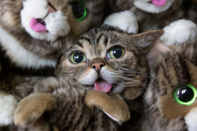 The Internet's Favourite Cat Lil BUB Dead at 8 │ Exclaim!