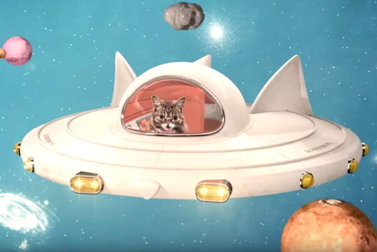 Lil Bub In Space Watch Andrew WK Rock Out With Lil Bub