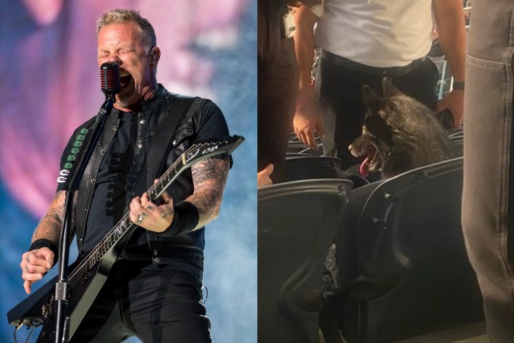 Metallica Concert Crashed by a Dog, and Nothing Else Matters │ Exclaim!