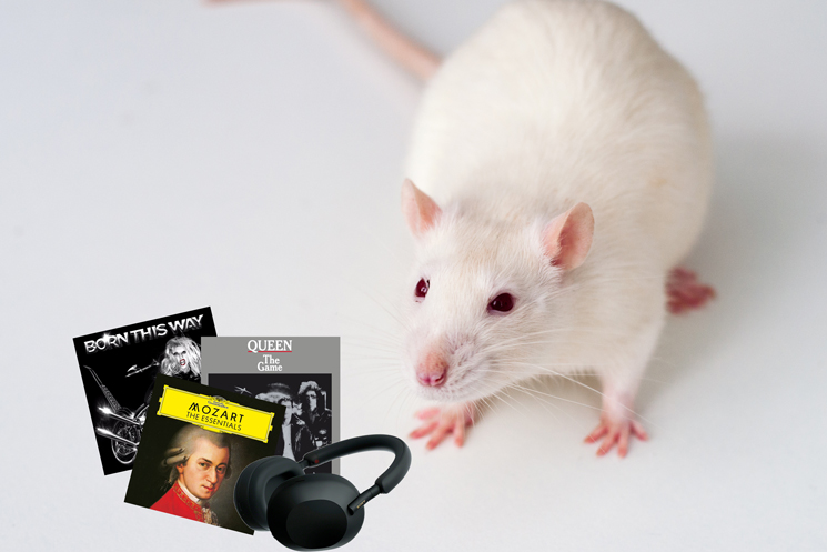 Rats Can Keep Beat to Mozart, Queen and Lady Gaga Songs, New Study ...