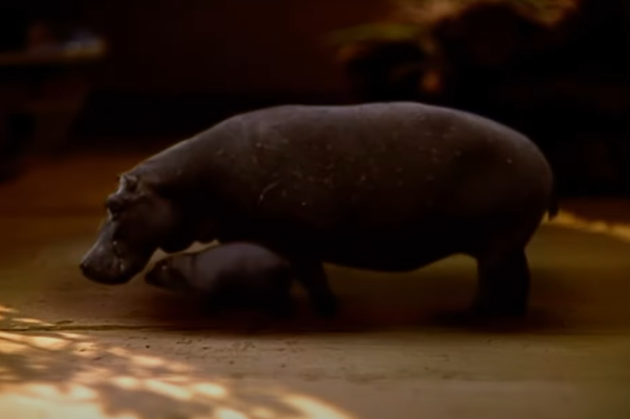 North American House Hippo Makes Grand Return in Updated Ad │ Exclaim!