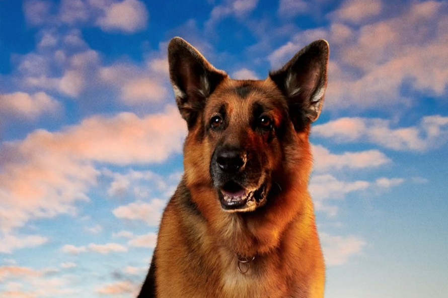 The Dog from 'Hudson & Rex' Died at the Beginning of Current Season ...